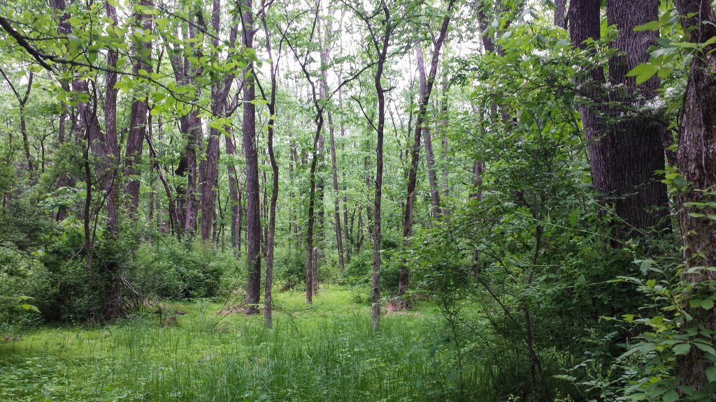 Conserving & Restoring Habitats | thewatershed.org