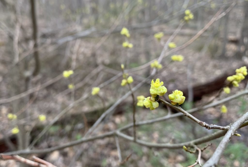 Nature Note - Signs of Spring | thewatershed.org