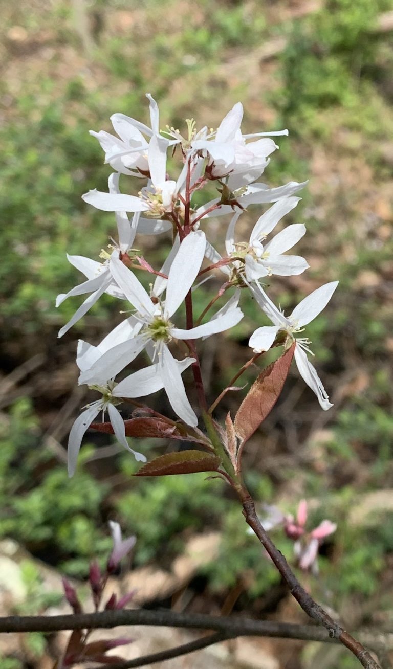 Signs of Spring - Blooming Shadbush | thewatershed.org