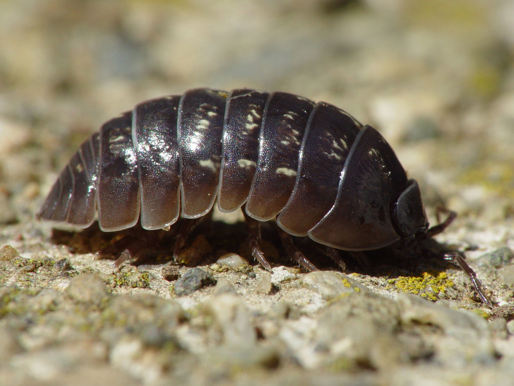 Isopod Investigations | thewatershed.org