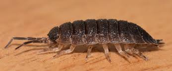 Isopod Investigations | thewatershed.org