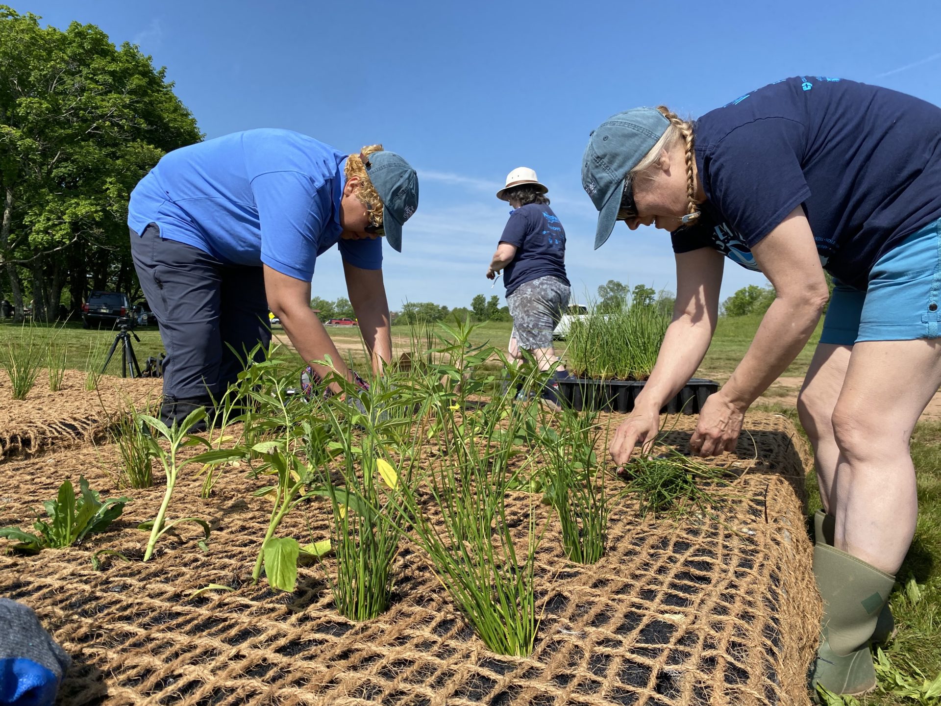 Floating Wetlands Launched At Rosedale Lake | thewatershed.org