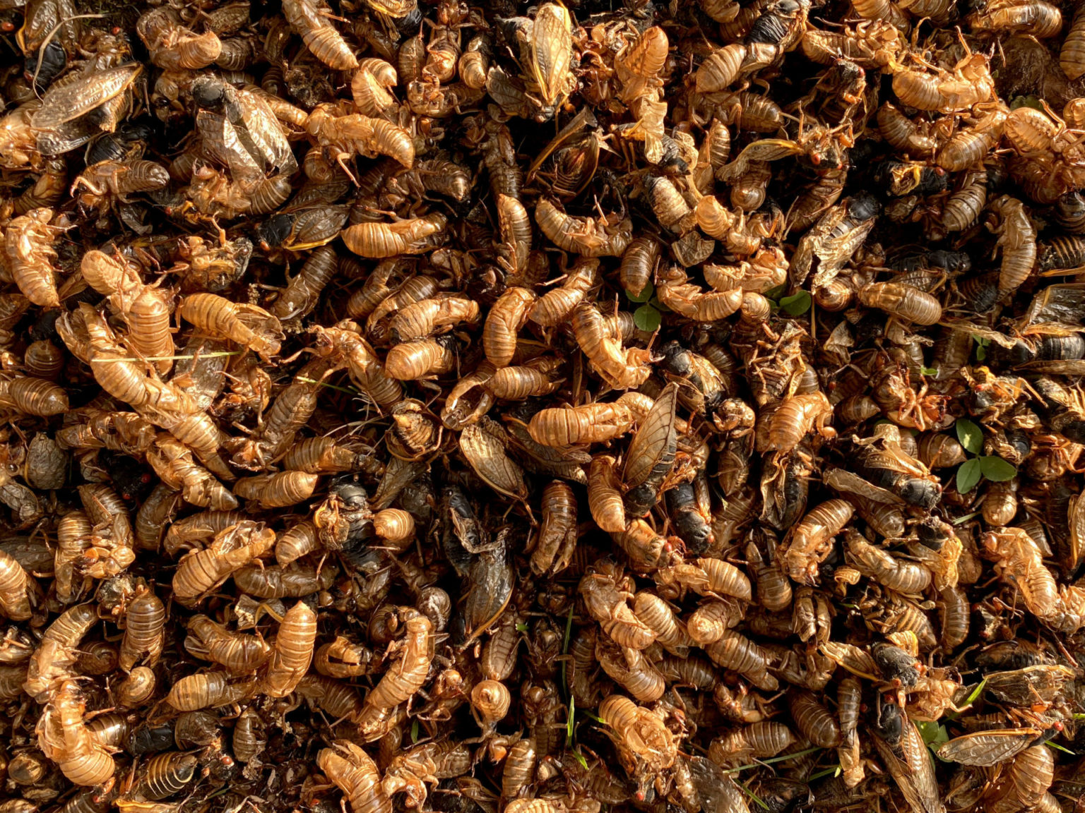 Cicadas Leave A Lasting Impact | thewatershed.org