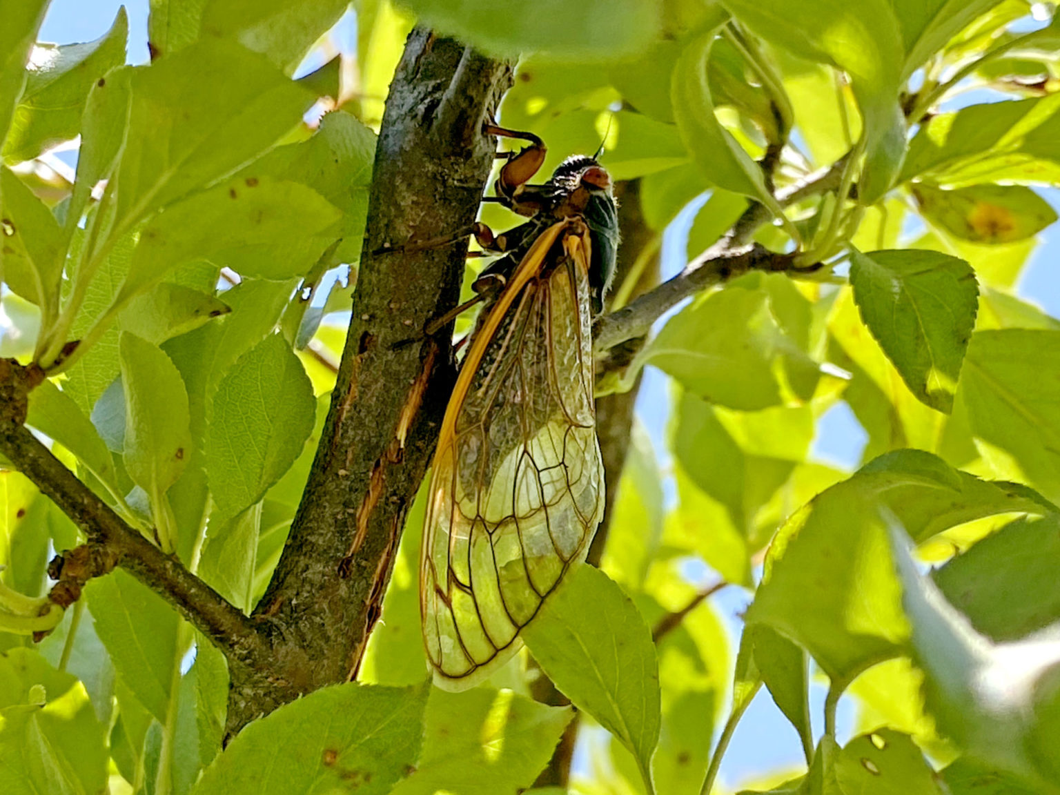 Cicadas Leave A Lasting Impact | thewatershed.org