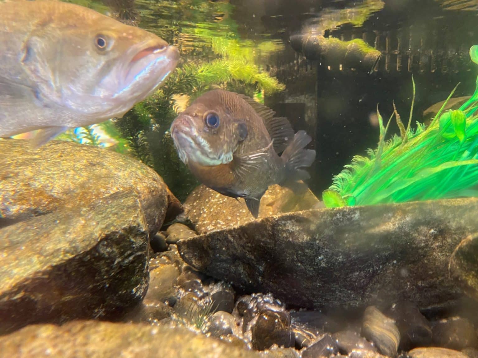 Bluegills Showcase Their Fathering Skills! | thewatershed.org